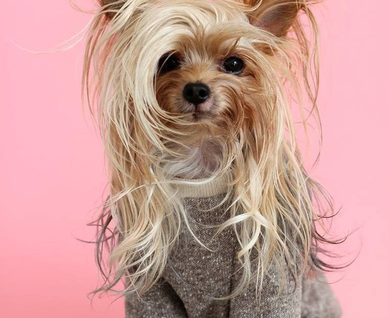 Αυτό το Yorkie έχει τα ωραιότερα μαλλιά που είδαμε αυτή την εβδομάδα ...