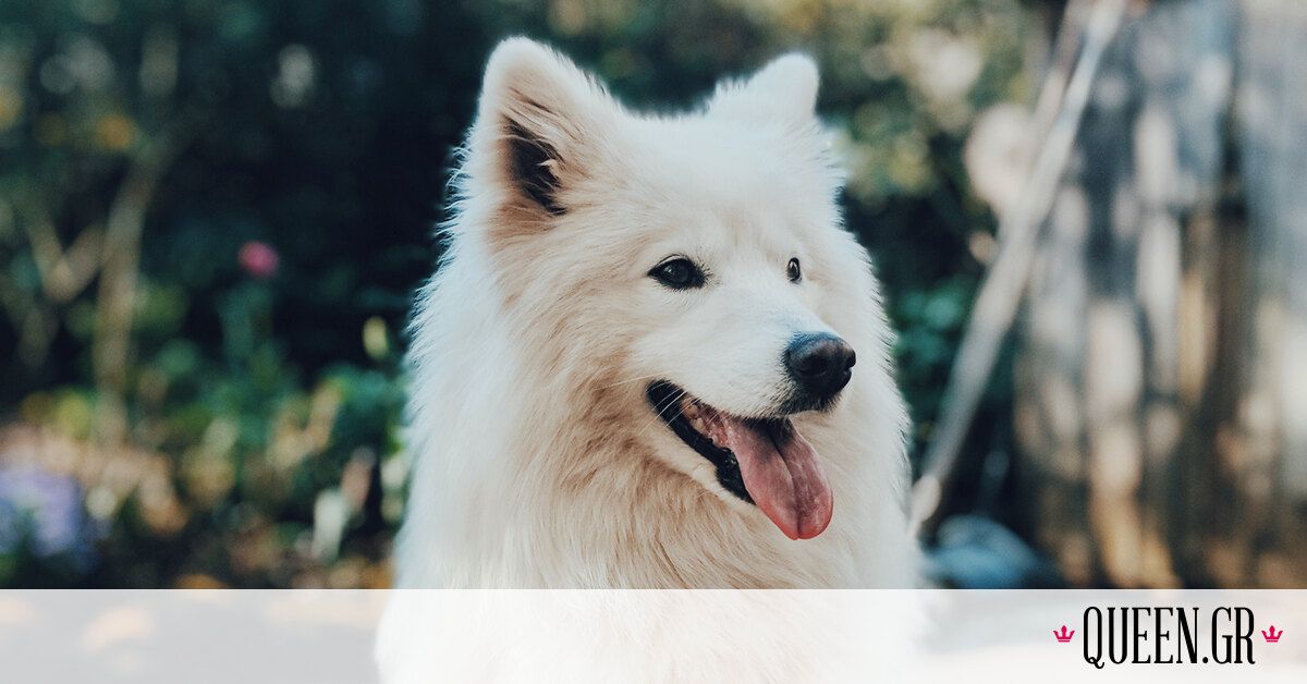 Το video της ημέρας: Ο σκύλος που σίγουρα θα λατρέψουν όλοι οι γονείς ...